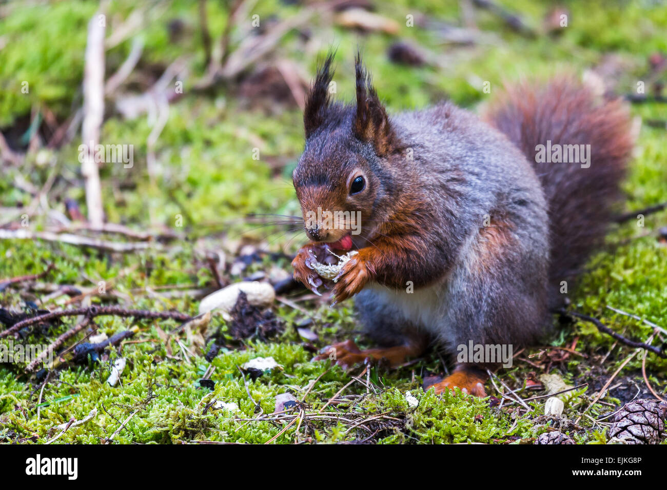 Portrait red squirrel sciurus vulgaris feeding outdoors hi-res stock ...