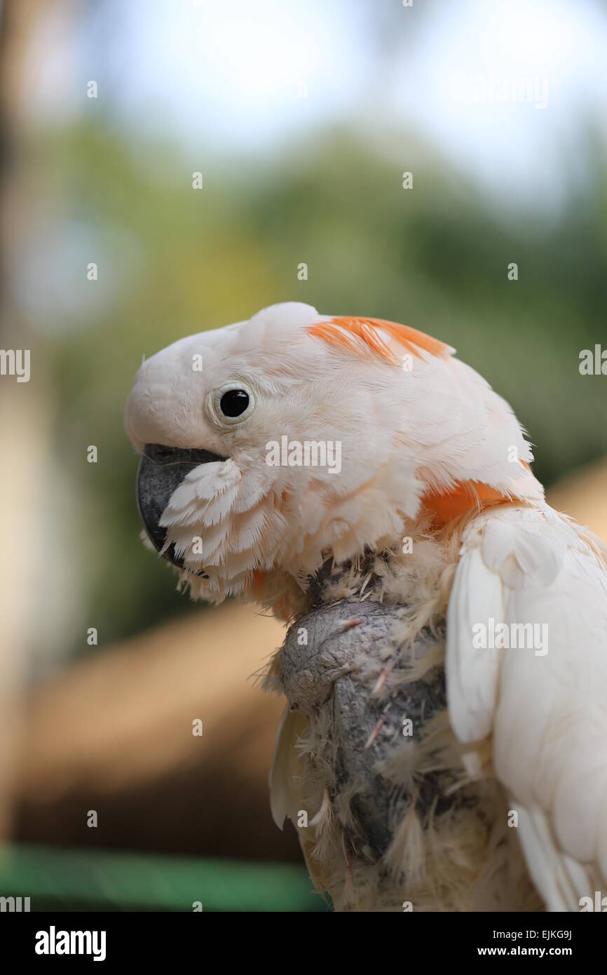 Beautiful white cockatoo parrot photographed close up Stock Photo - Alamy