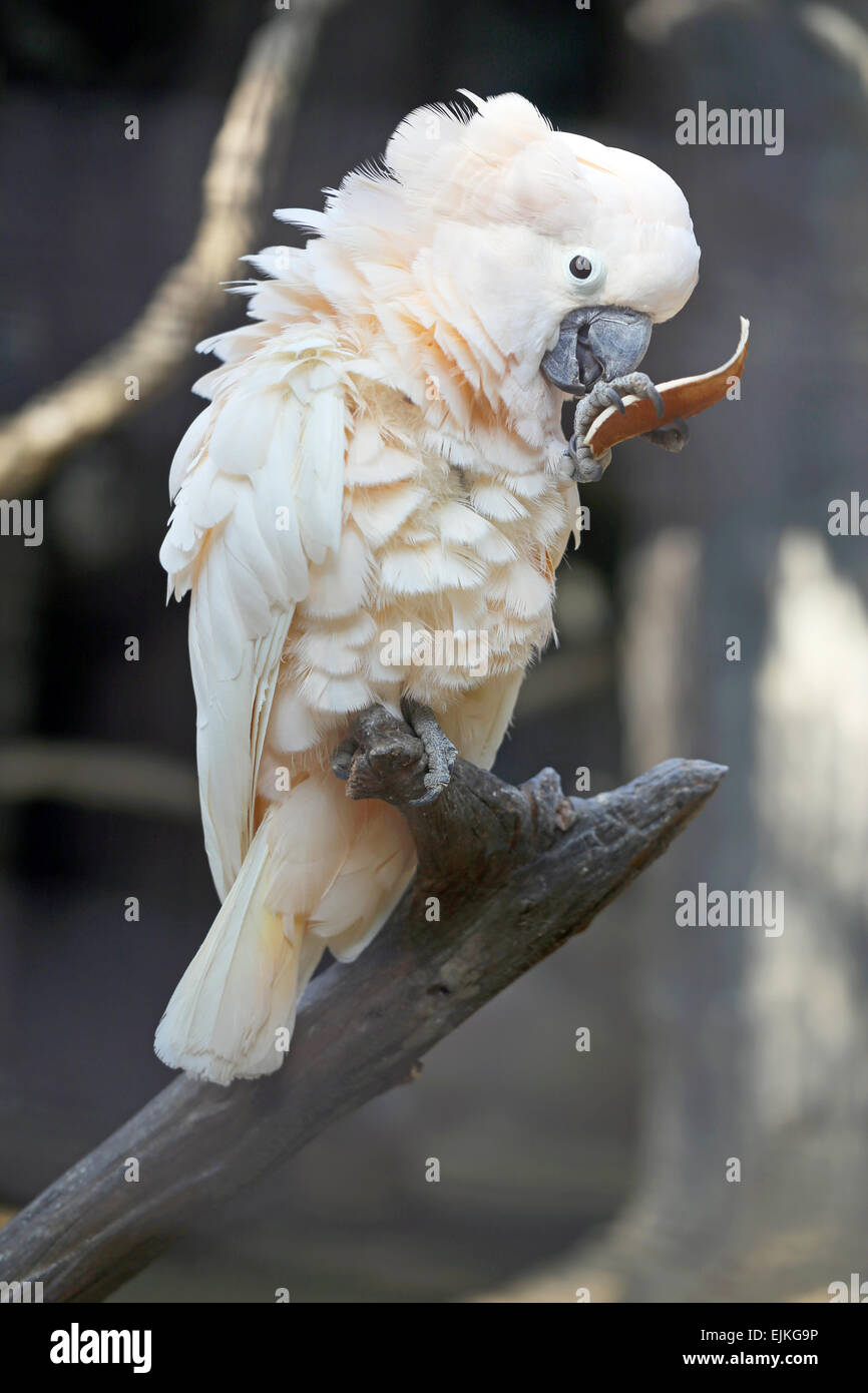 Beautiful white cockatoo parrot photographed close up Stock Photo - Alamy