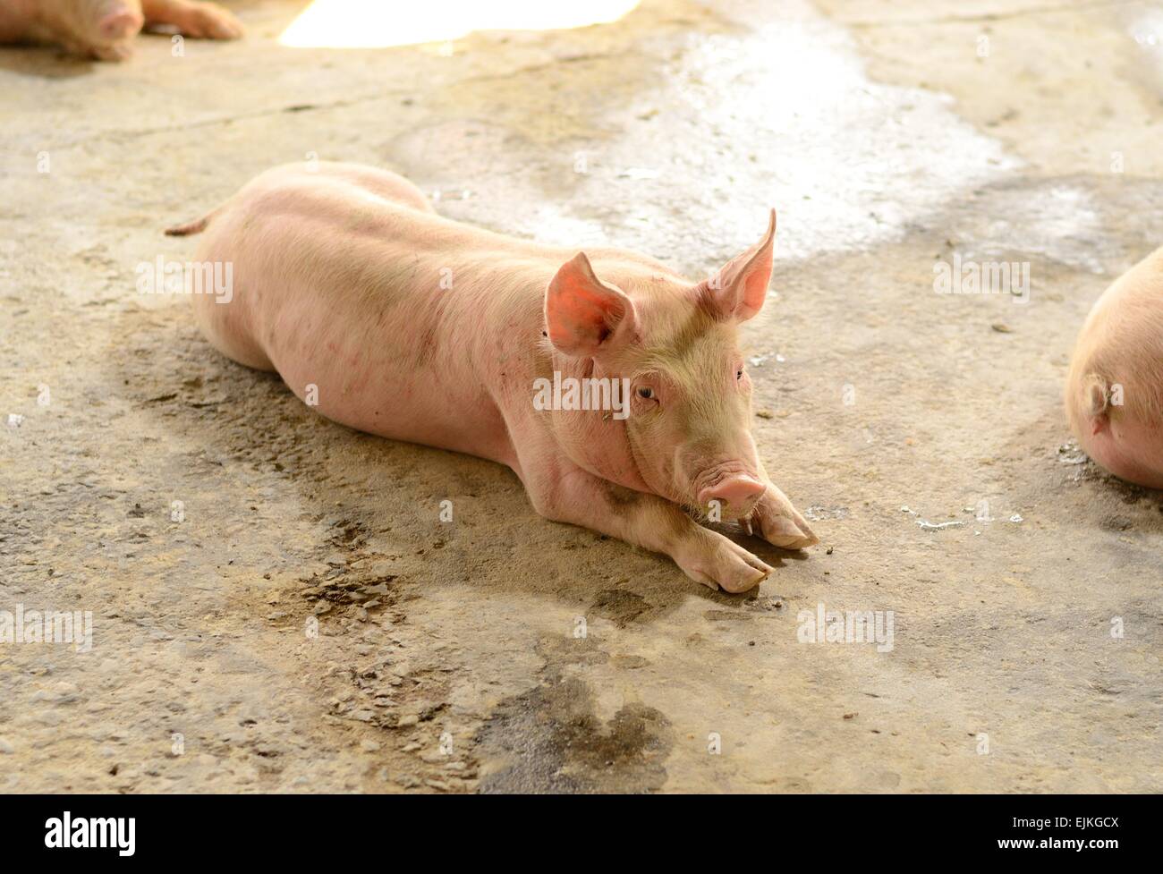 Commercial pig hi-res stock photography and images - Alamy