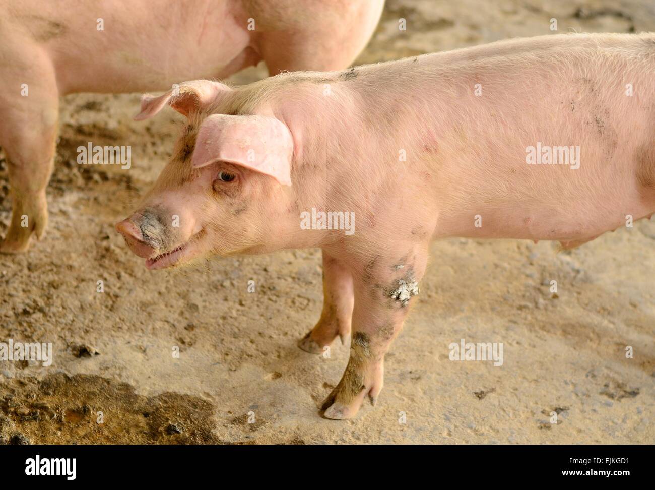 Commercial pig hi-res stock photography and images - Alamy