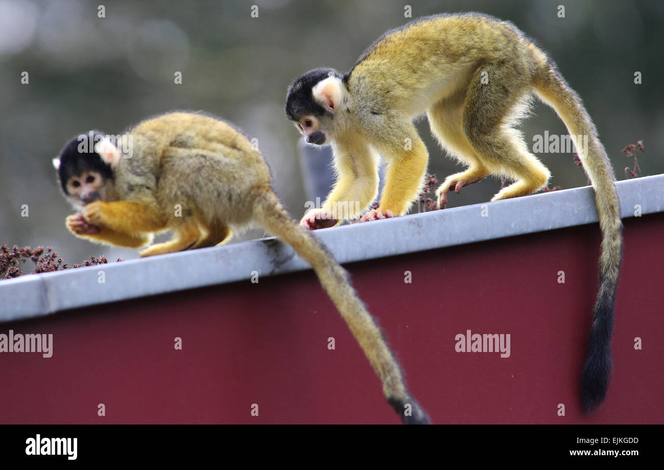 Apeldoorn, The Netherlands. 26th Mar, 2015. The first time outside till ...