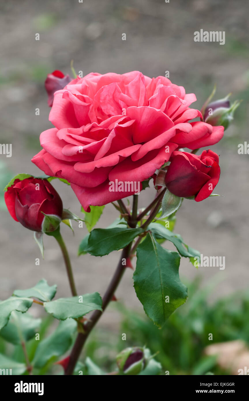 Romantic pink peachy rose flower and buds gardening Stock Photo - Alamy