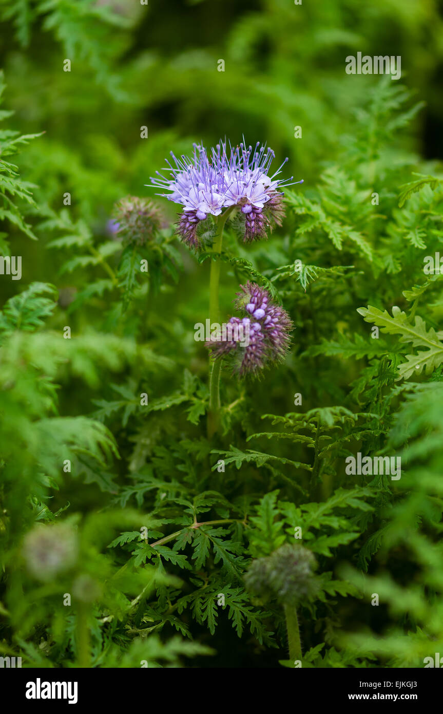 Green manure hi-res stock photography and images - Alamy