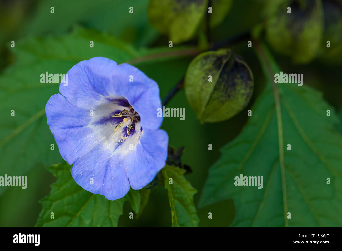 Shoo fly plant nicandra physalodes blue bell like flower Stock Photo ...