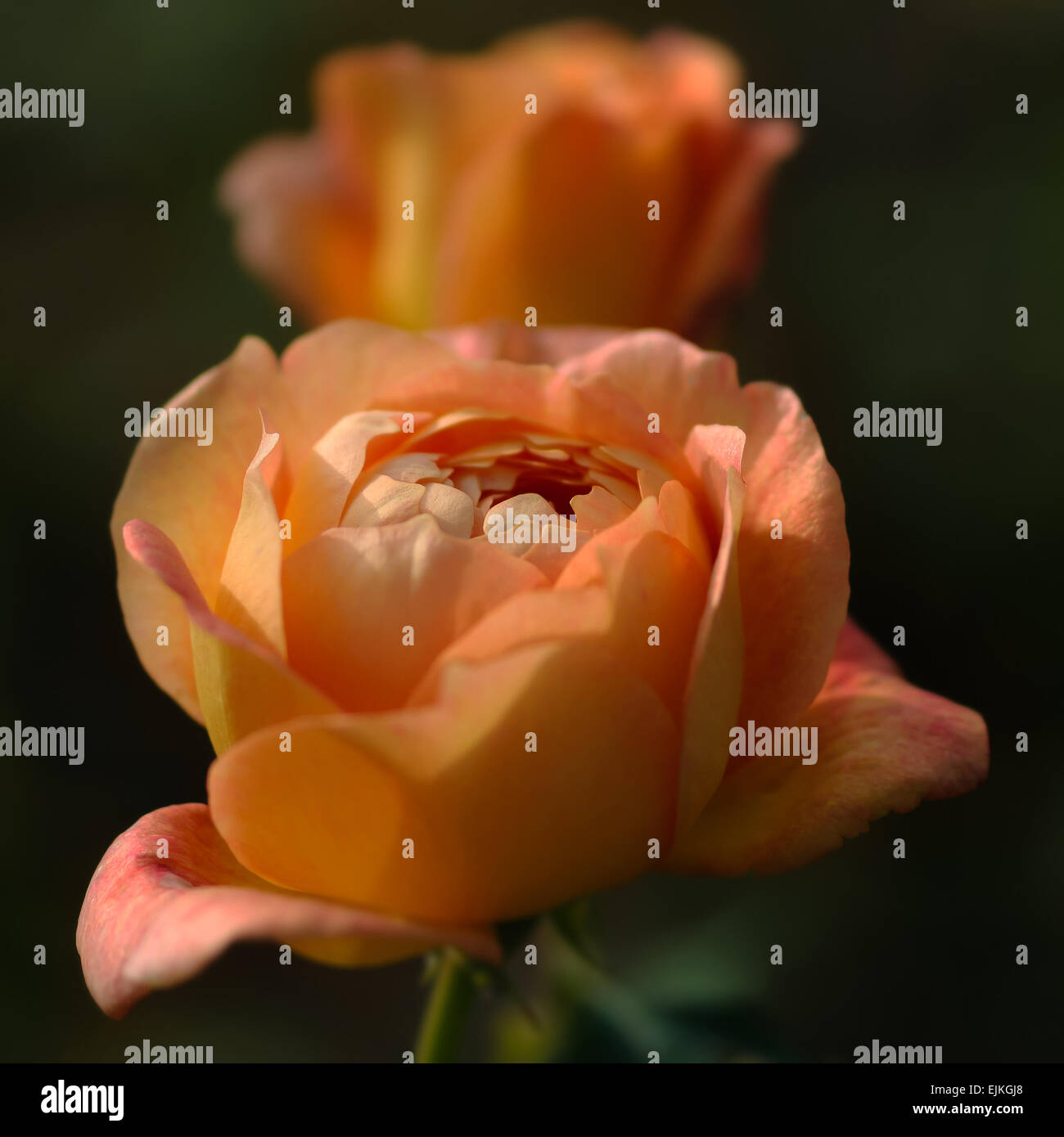 Peach color background hi-res stock photography and images - Alamy