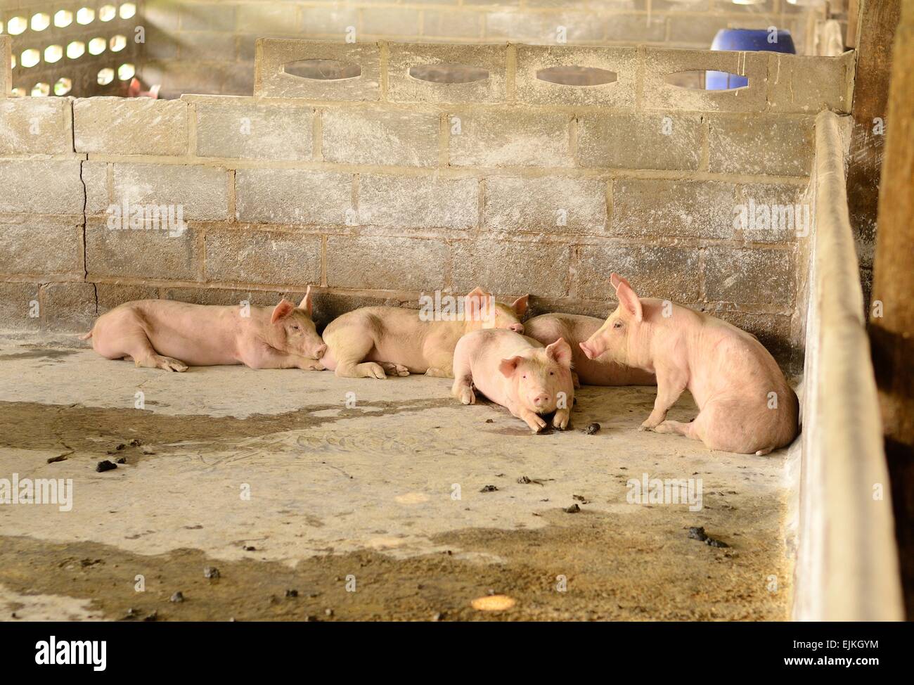 example of Thai stlye commercial pig farm Stock Photo - Alamy