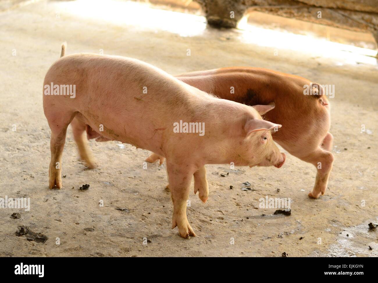 Commercial pig hi-res stock photography and images - Alamy