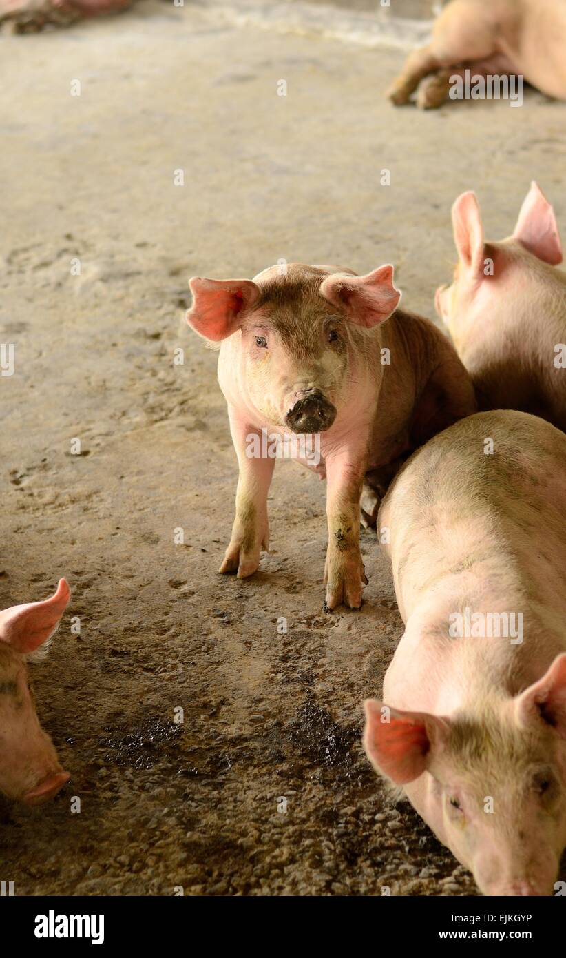 Commercial pig hi-res stock photography and images - Alamy