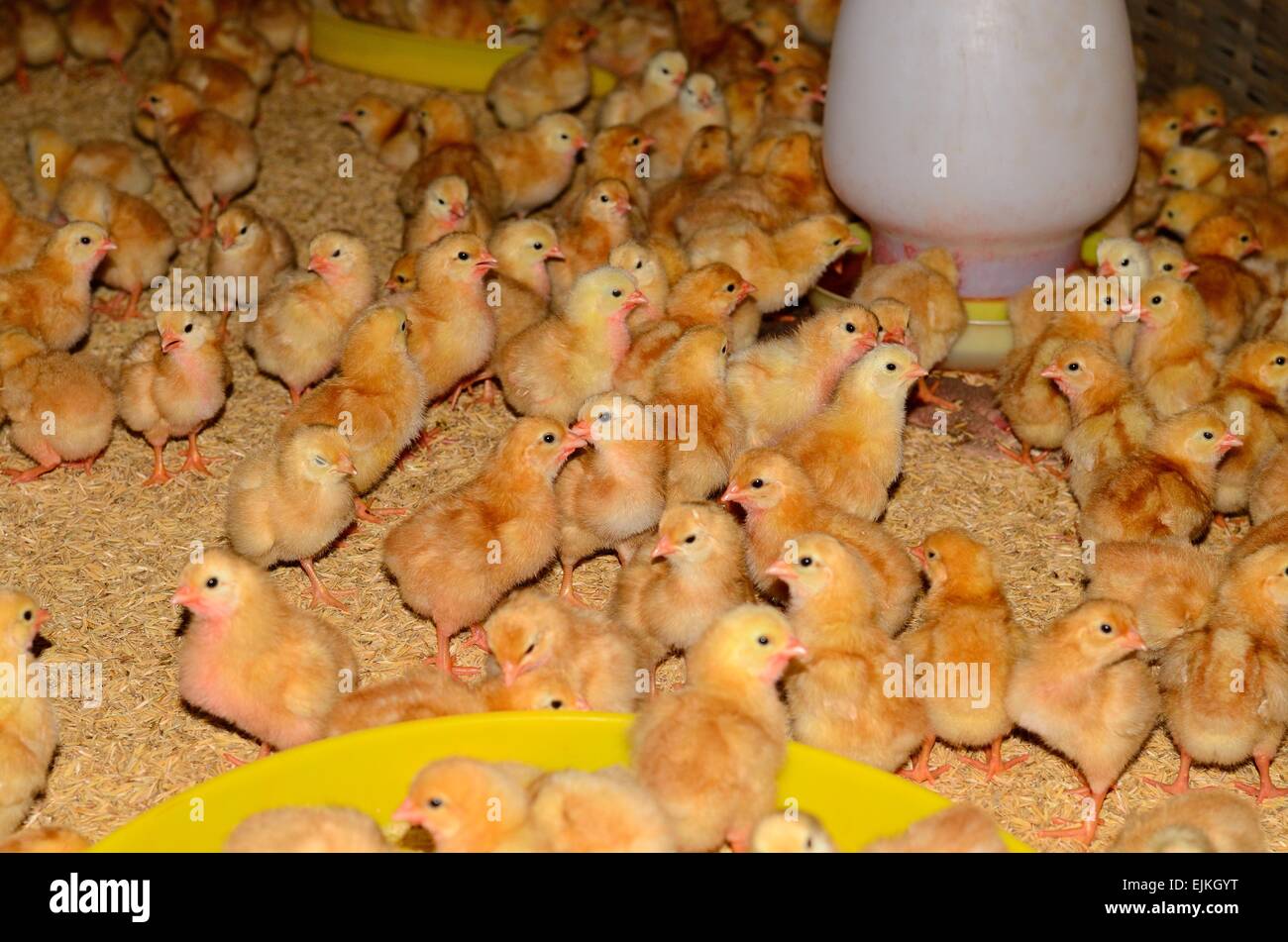 example of Thai stlye commercial layer farm Stock Photo - Alamy