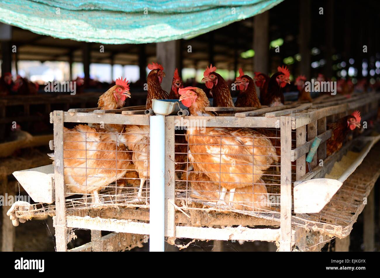 example of Thai stlye commercial layer farm Stock Photo - Alamy