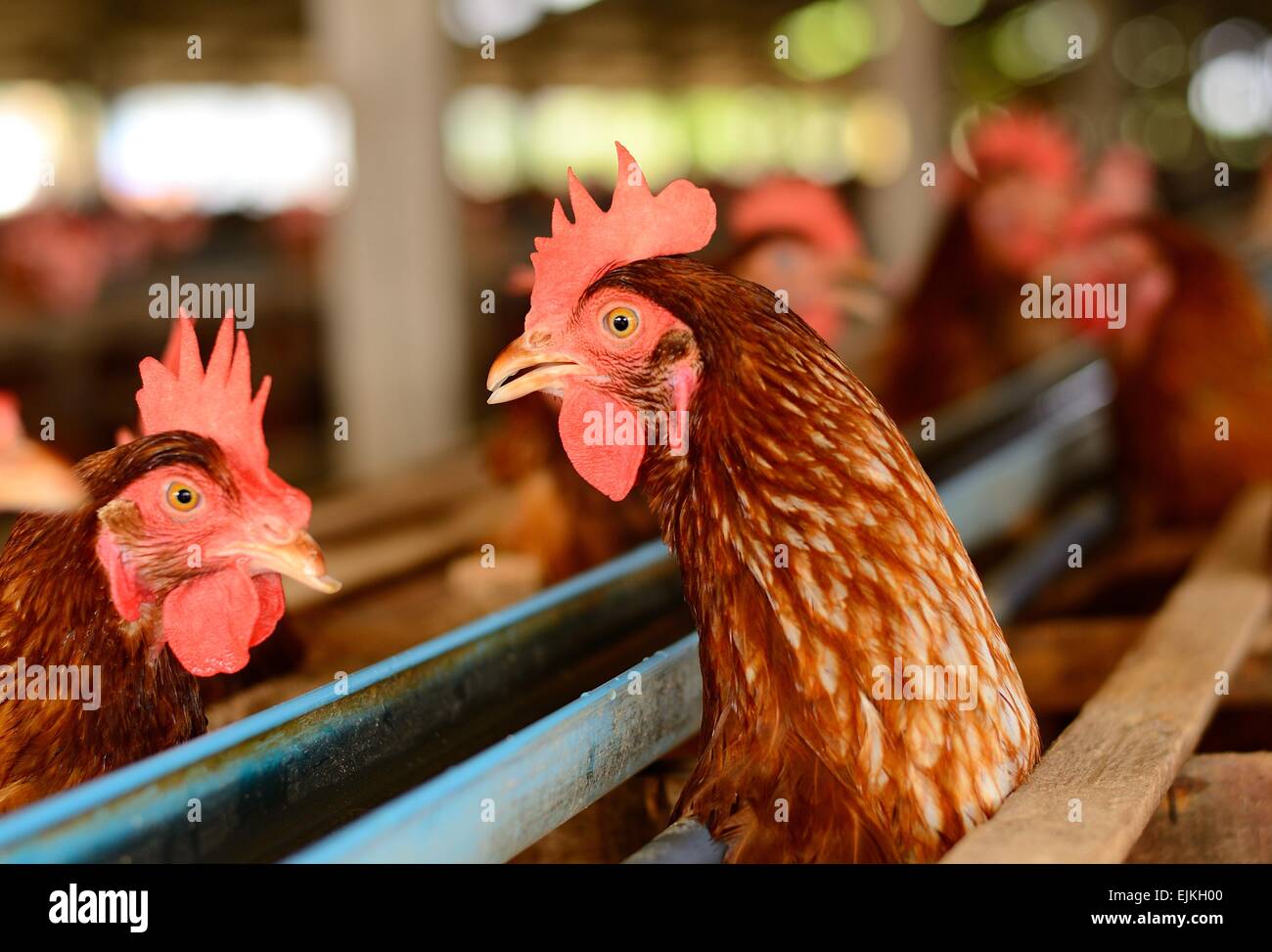 example of Thai stlye commercial layer farm Stock Photo - Alamy