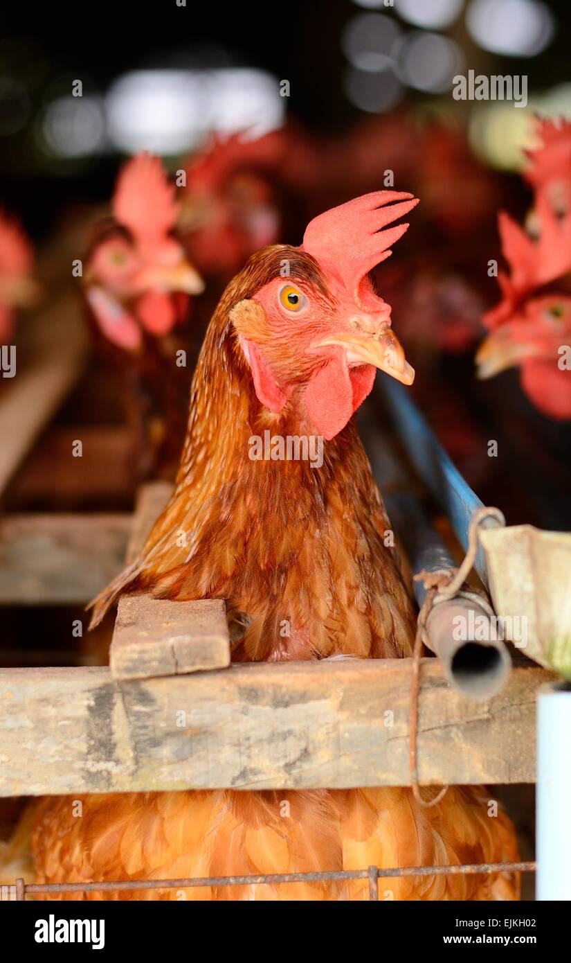 example of Thai stlye commercial layer farm Stock Photo - Alamy