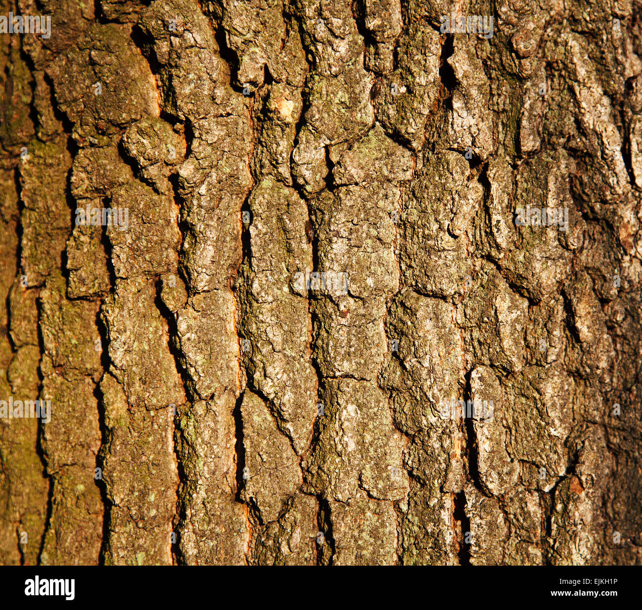 Tree trunk backgrounds hi-res stock photography and images - Alamy