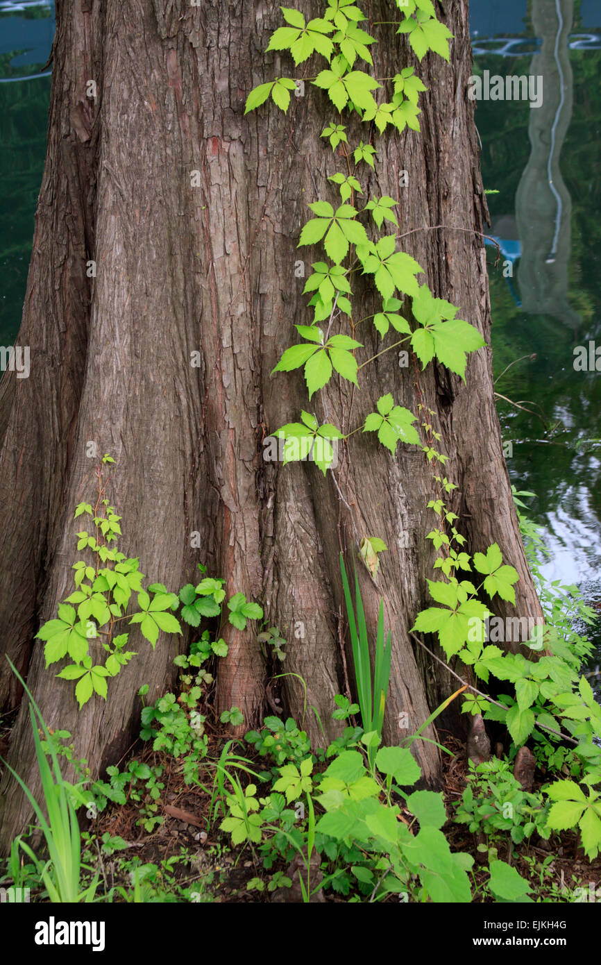 Cyprus tree with vines growing on it Stock Photo - Alamy