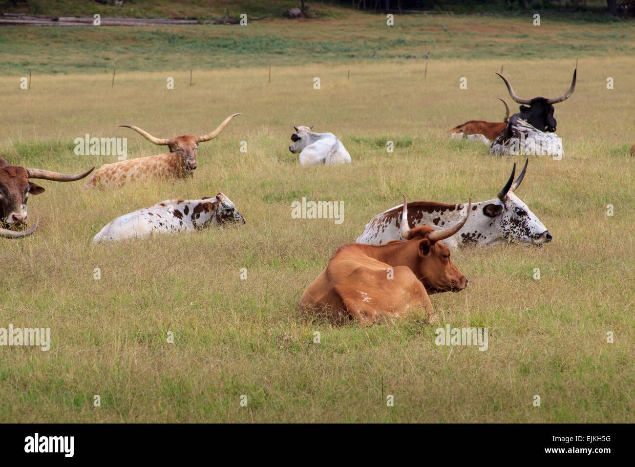 Cattle on west texas ranch hi-res stock photography and images - Alamy