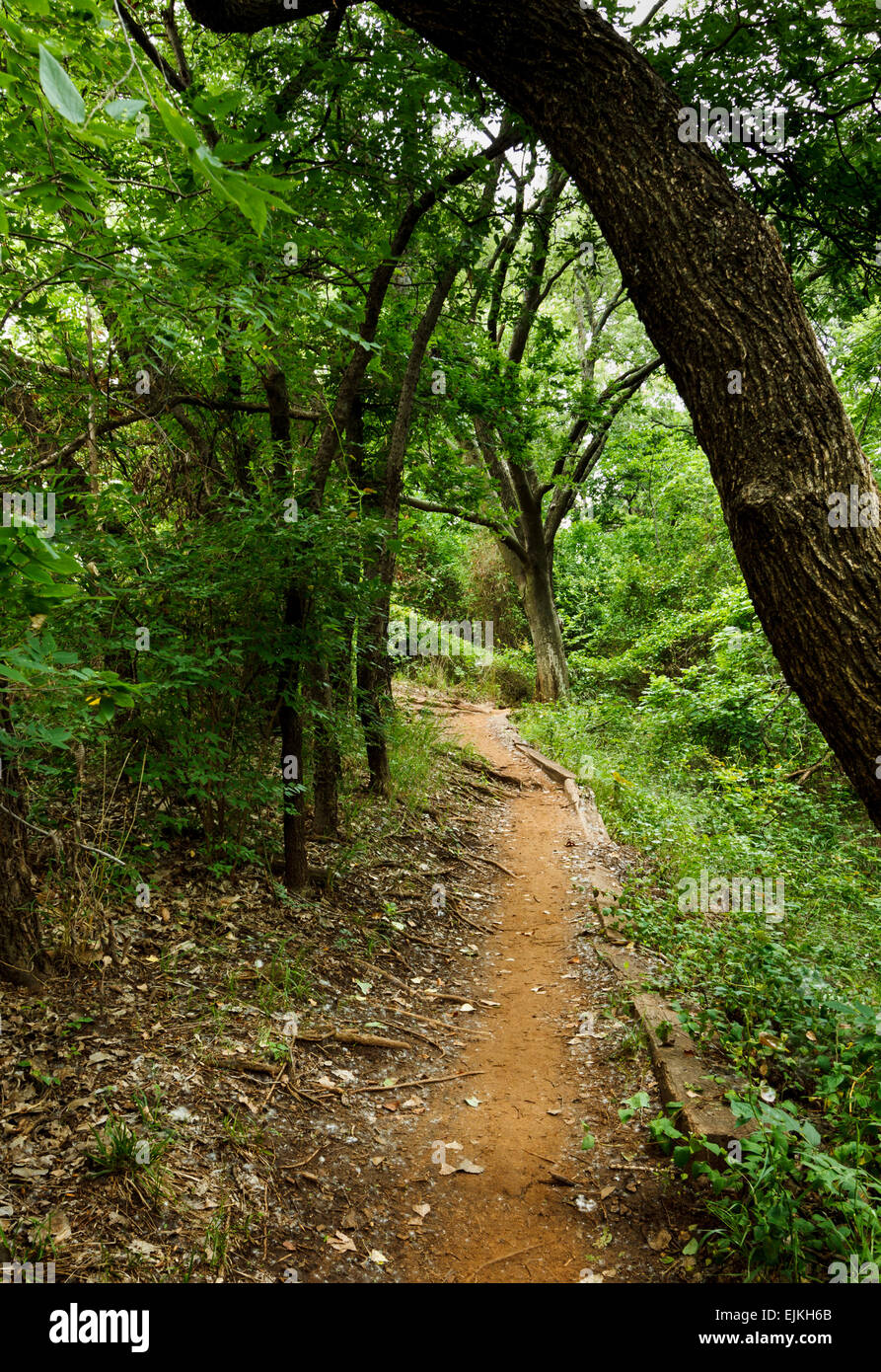 Path through the Forest Stock Photo - Alamy