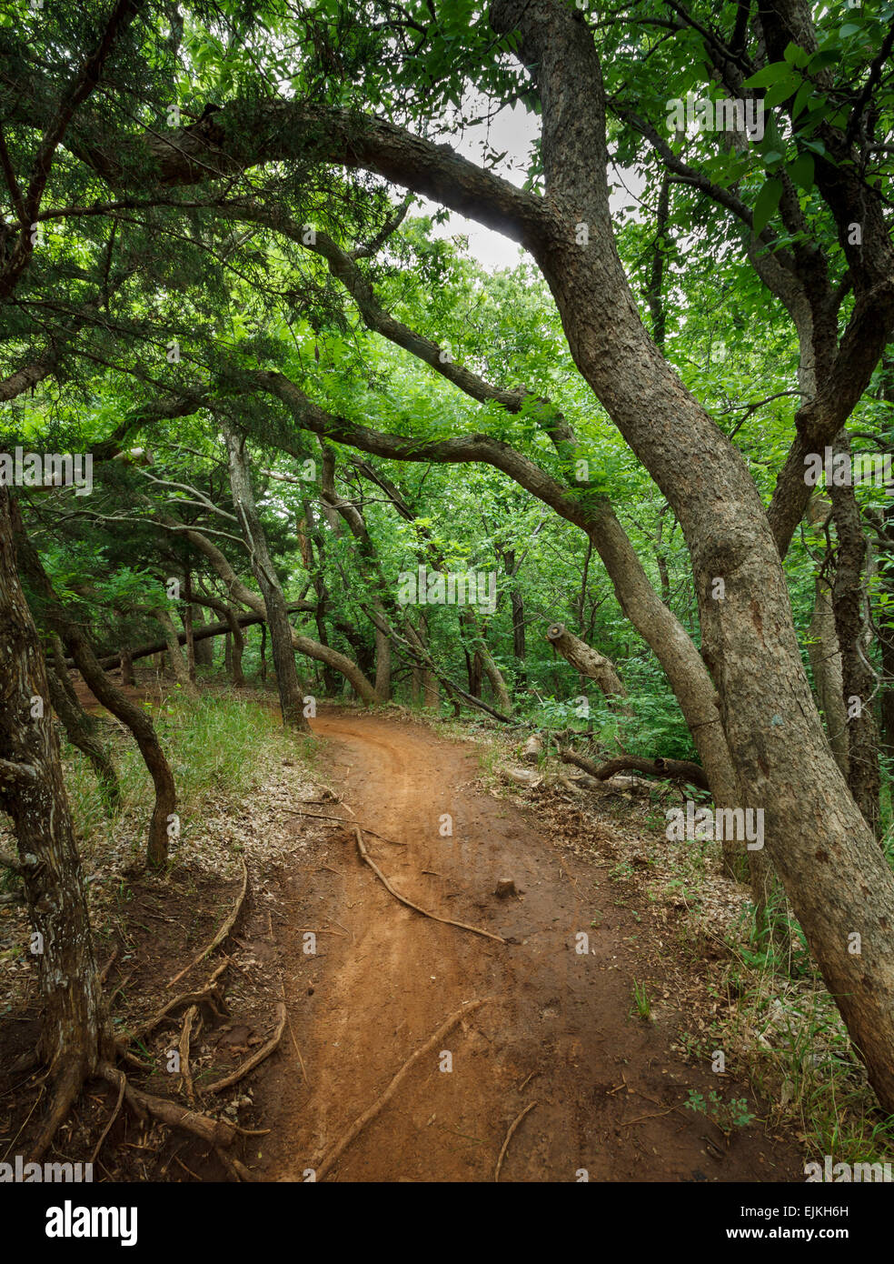 Path through the Forest Stock Photo - Alamy