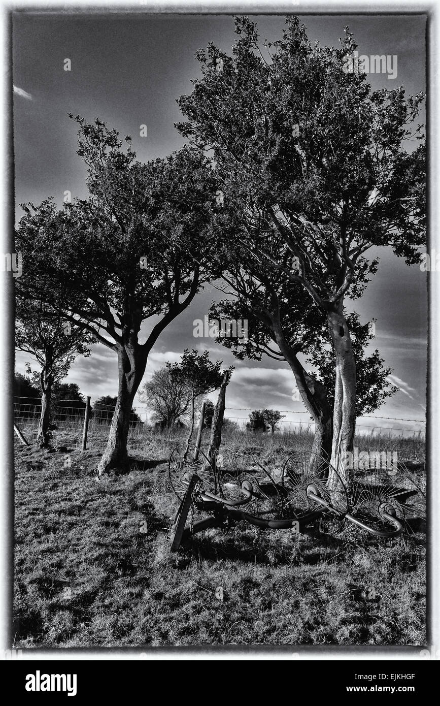 Trees with wind hi-res stock photography and images - Alamy