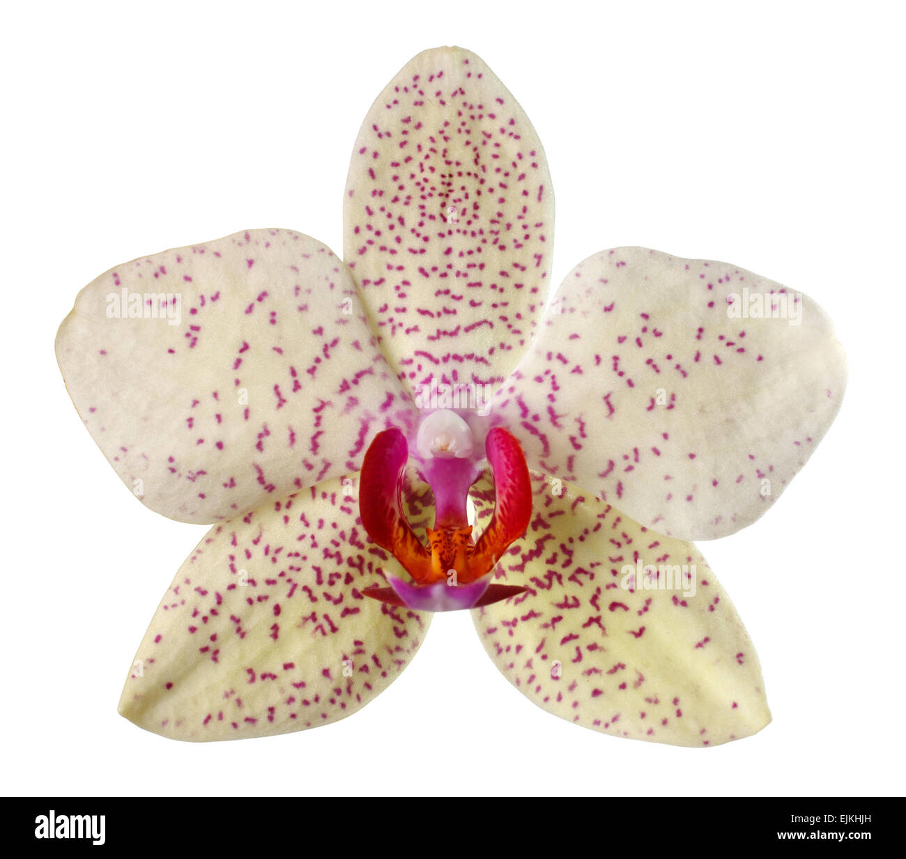 Tropical white orchid hi-res stock photography and images - Alamy