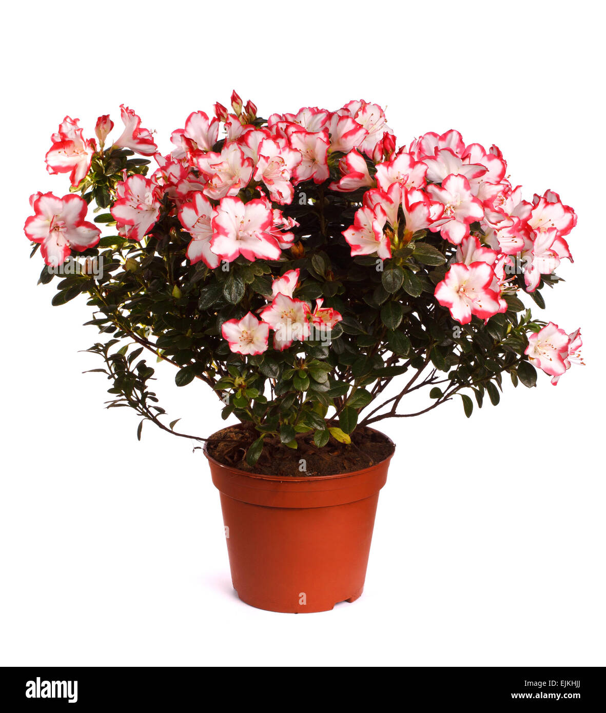 Top view flower arrangement Cut Out Stock Images & Pictures - Alamy