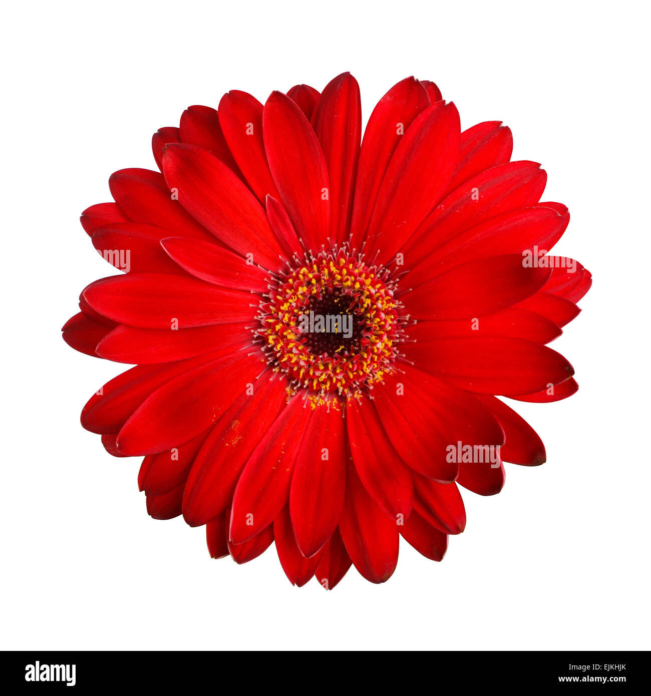 White background and red details hi-res stock photography and images ...