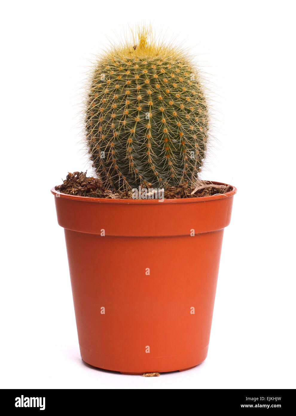 Cactus pot flower hi-res stock photography and images - Alamy