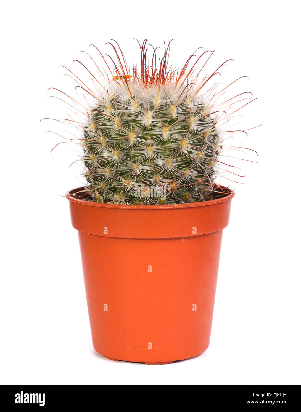 Cactus Cut Out Stock Images & Pictures - Alamy