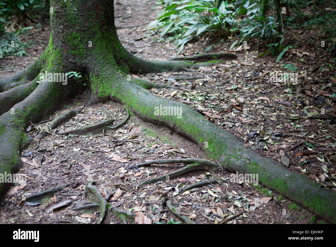 Tree trunk and long root and leaves Stock Photo - Alamy