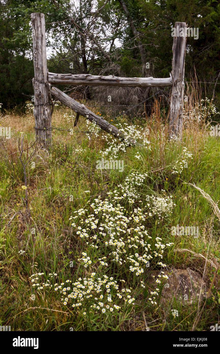 Bucolic floral landscape hi-res stock photography and images - Alamy