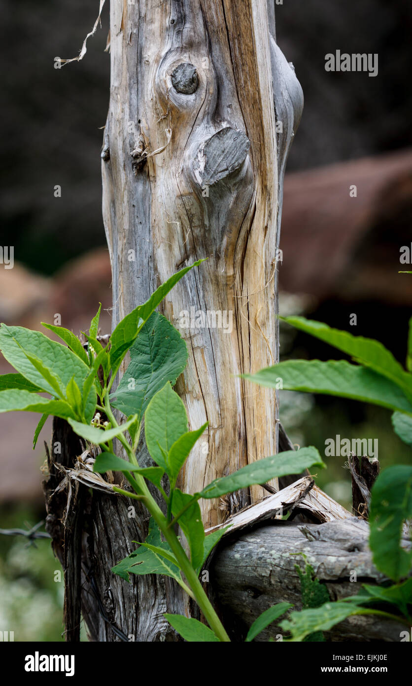Tree growing around fence hi-res stock photography and images - Alamy