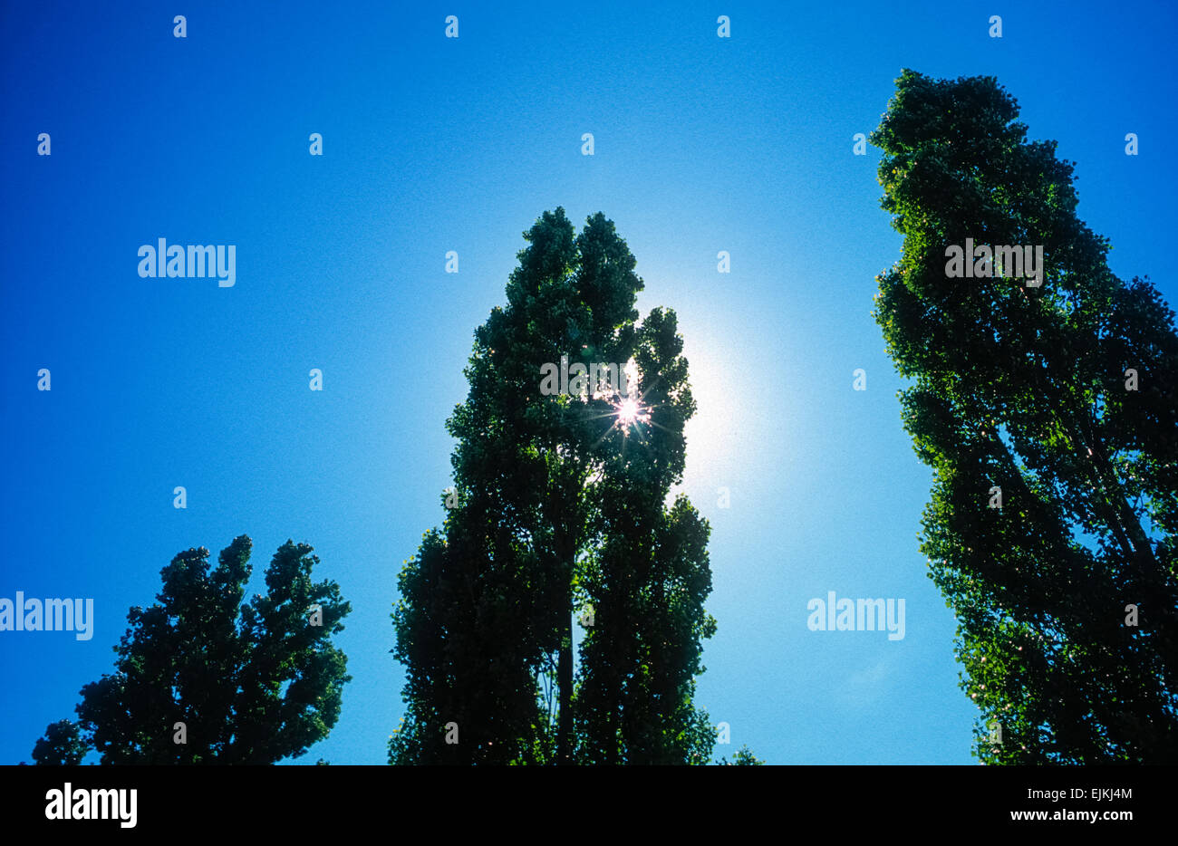 Poplar trees germany hi-res stock photography and images - Alamy