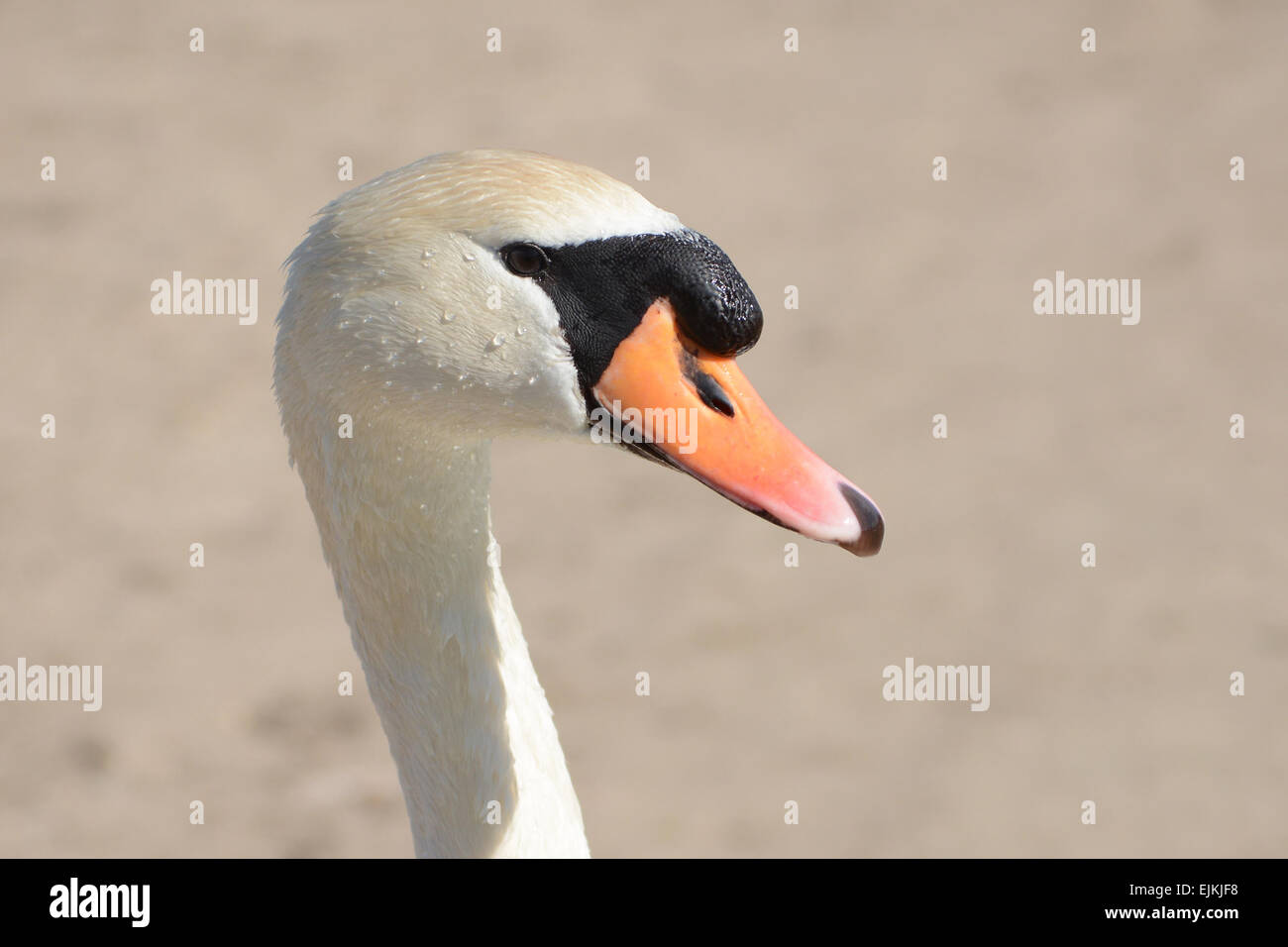 Mute swan close up Stock Photo - Alamy