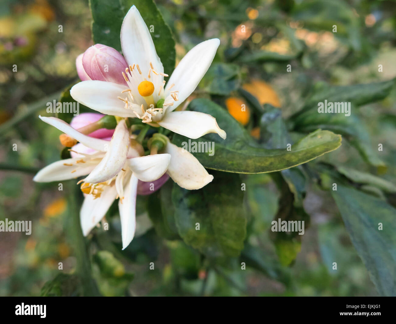 white, Florida, USA Stock Photo - Alamy