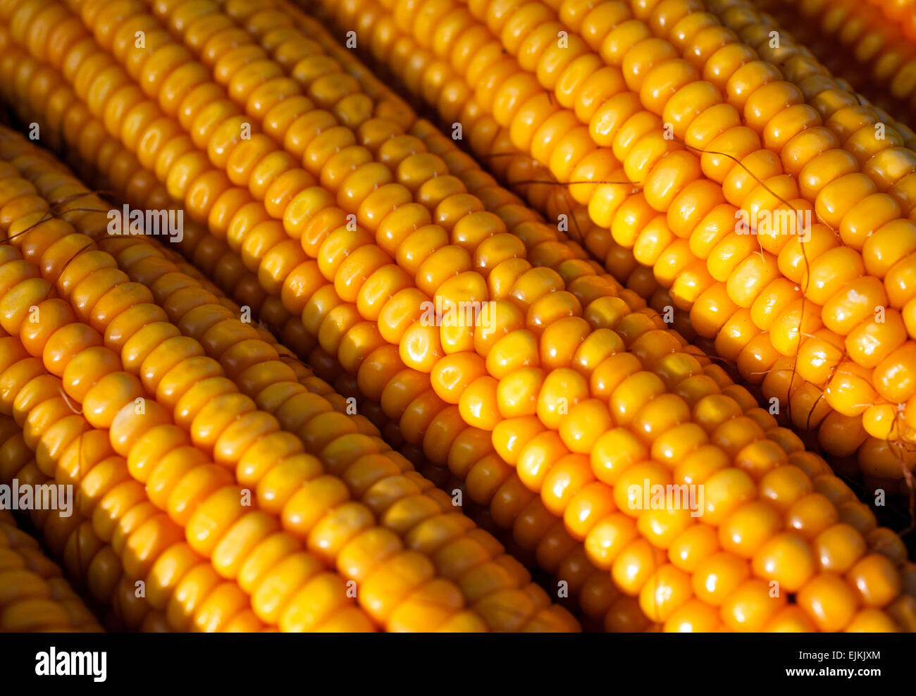 Corn with husk silk hi-res stock photography and images - Alamy