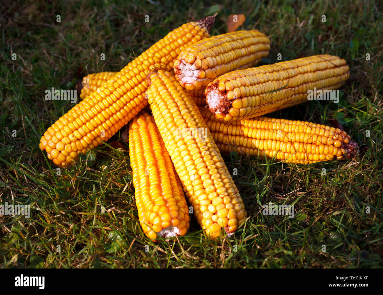 Fossil corn cob hi-res stock photography and images - Alamy