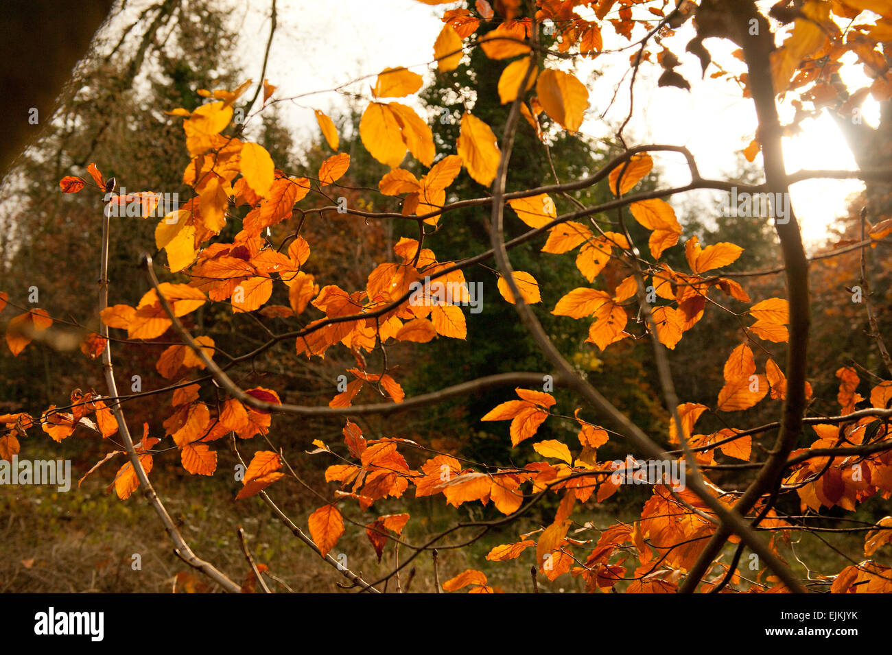 Sunbeam and leaves hi-res stock photography and images - Alamy