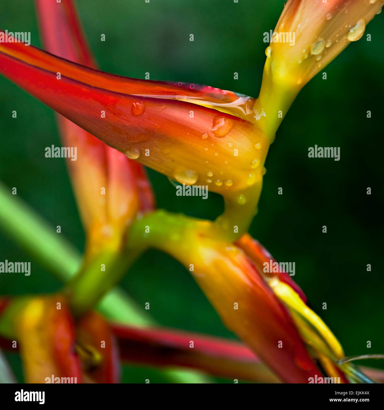 The helicon hi-res stock photography and images - Alamy