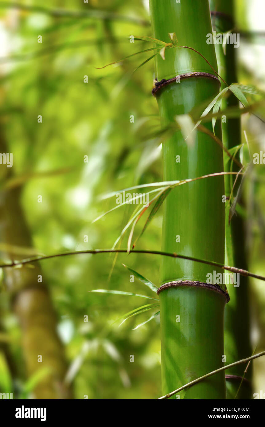 Section of green bamboo tree in the forest close up Stock Photo - Alamy
