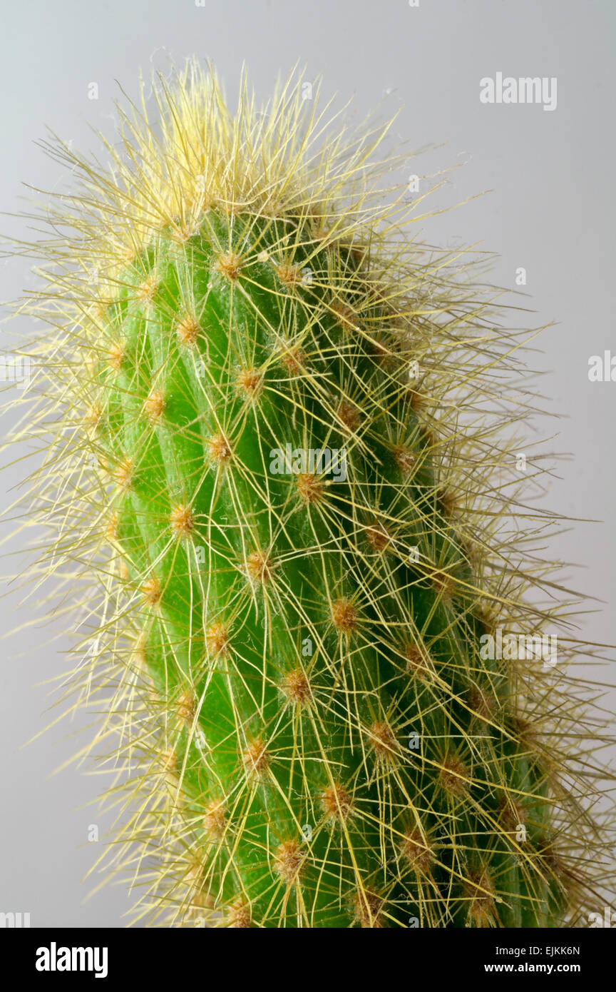 Cactus a closeup view Stock Photo - Alamy