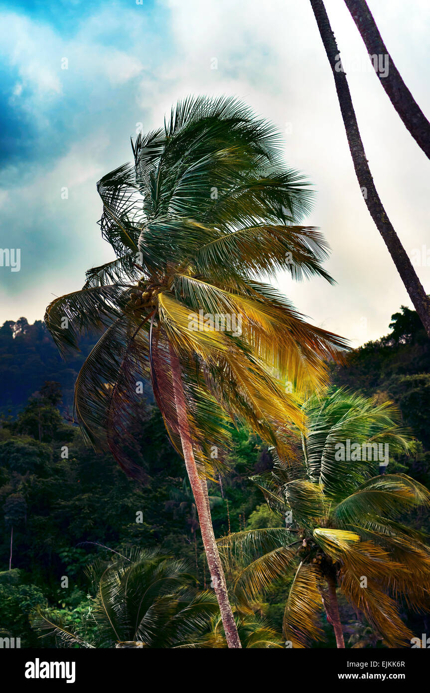 Tall palm tree hi-res stock photography and images - Alamy