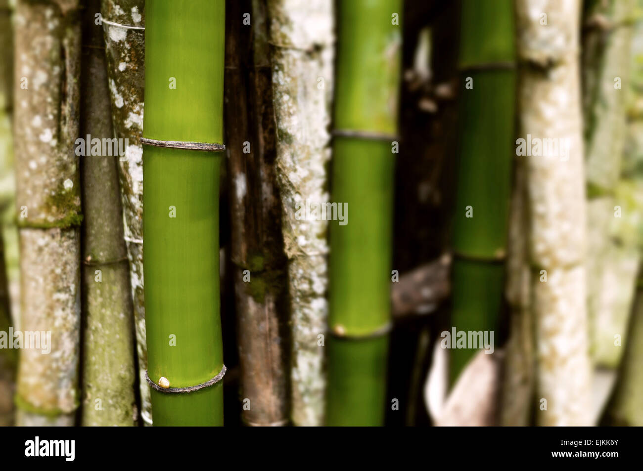 Section of bamboo trees grouped together background Stock Photo - Alamy
