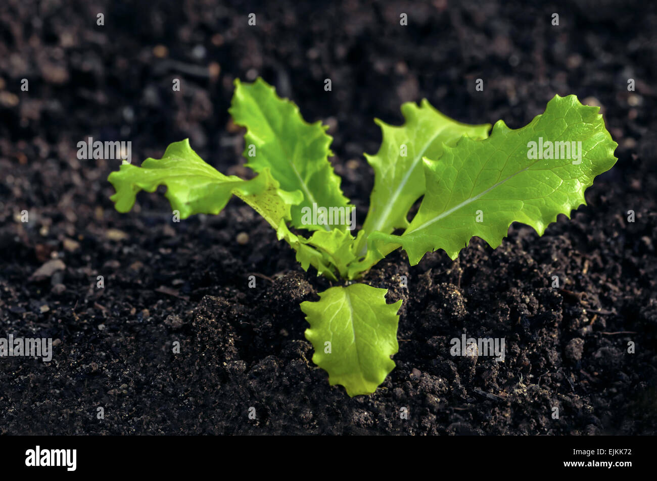 Young lettuce seedling growing on organic soil home gardening Stock ...