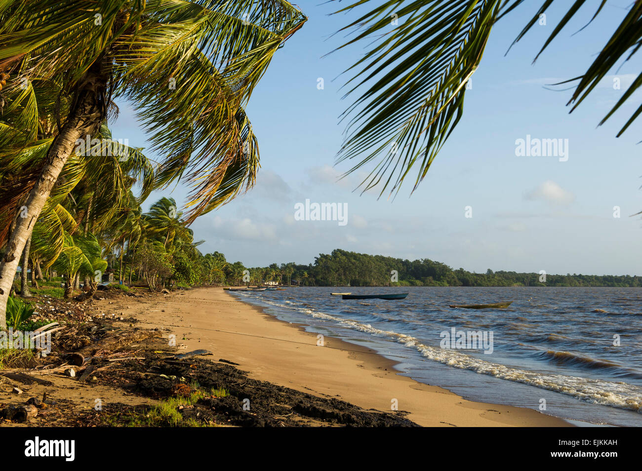Palm-lined beach, Galibi, Suriname Stock Photo - Alamy