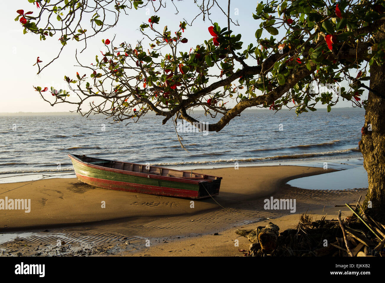 Beach, Galibi, Suriname Stock Photo - Alamy