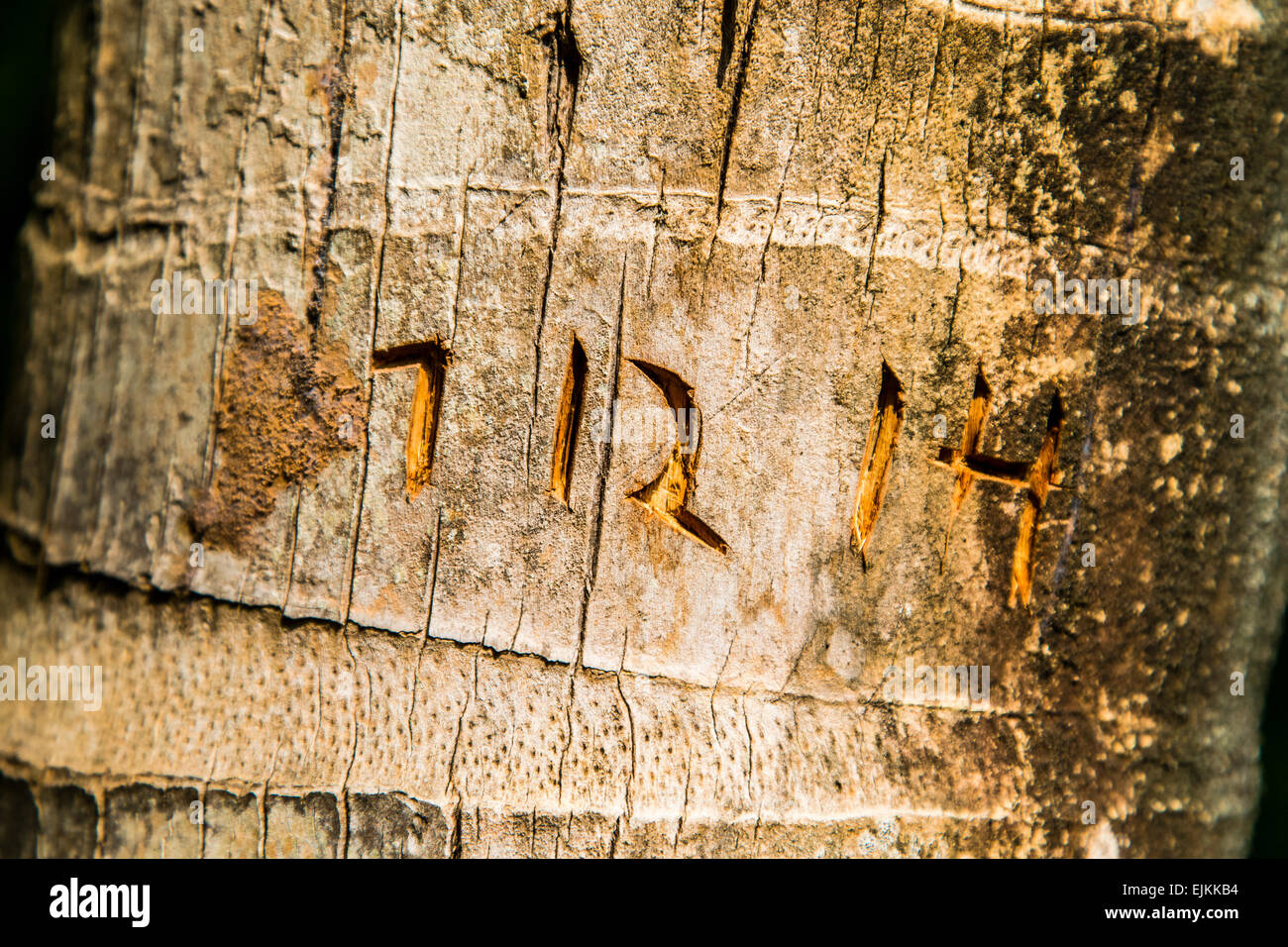 Date trunk hi-res stock photography and images - Alamy