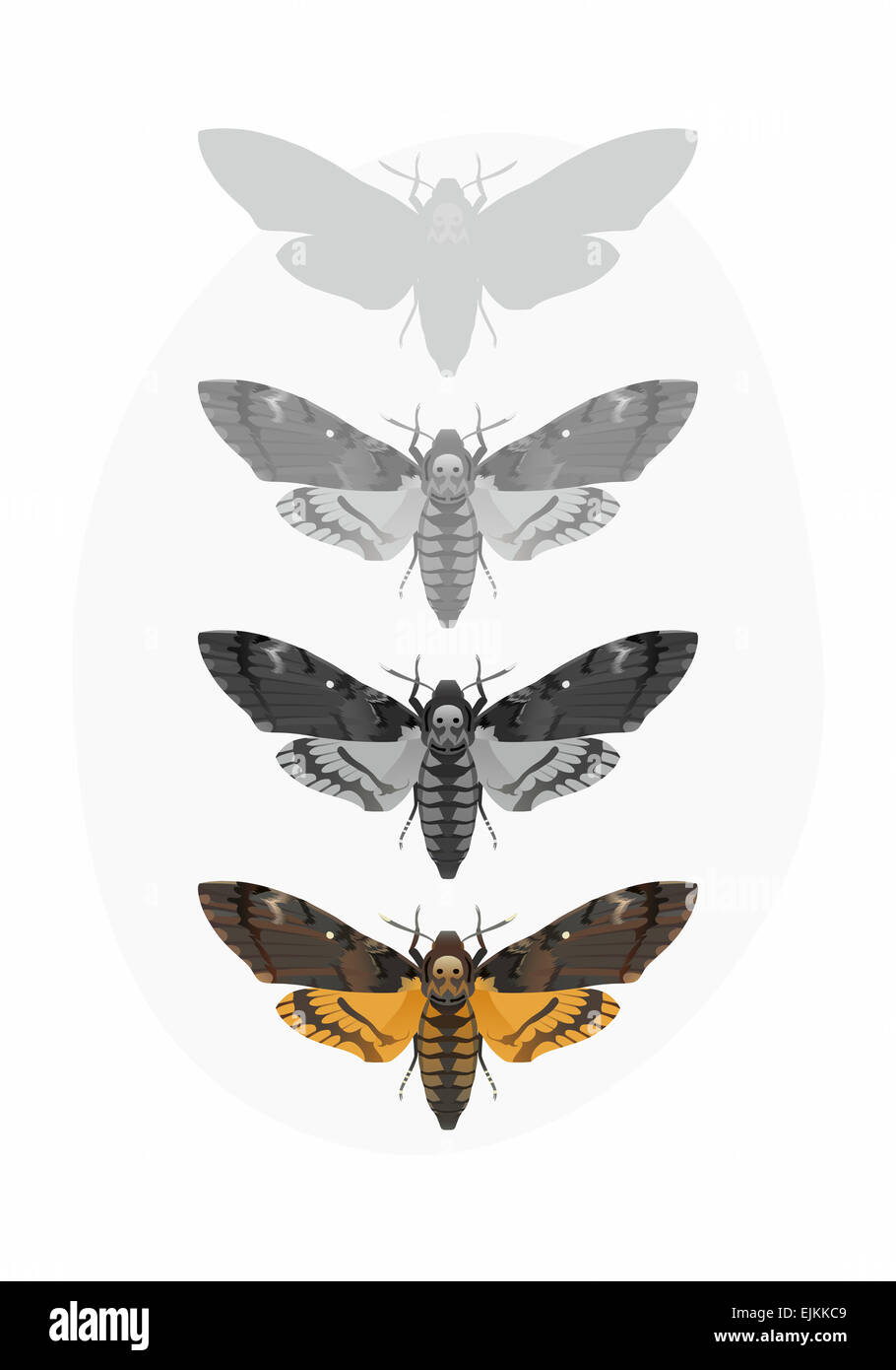 The vector illustration of Acherontia Atropos (Death's-head Hawk moth ...