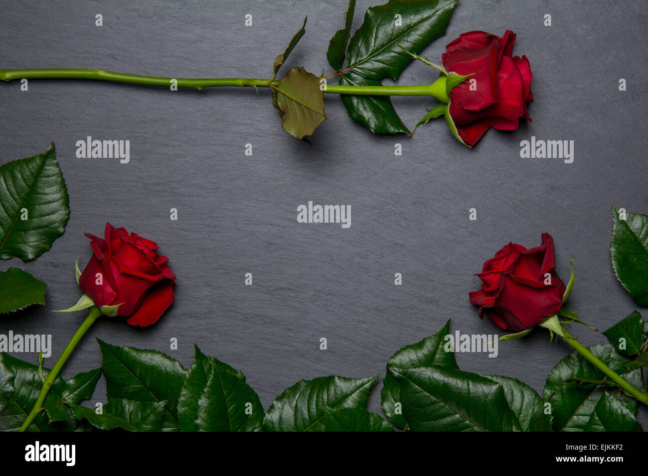 Red roses on empty background Stock Photo - Alamy