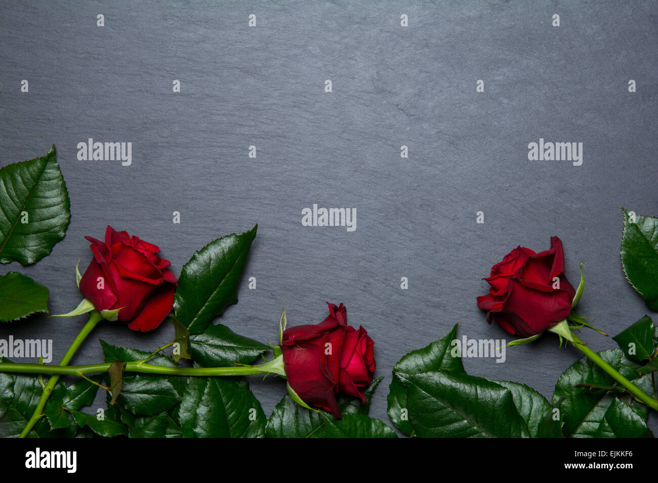 Red roses on empty background Stock Photo - Alamy