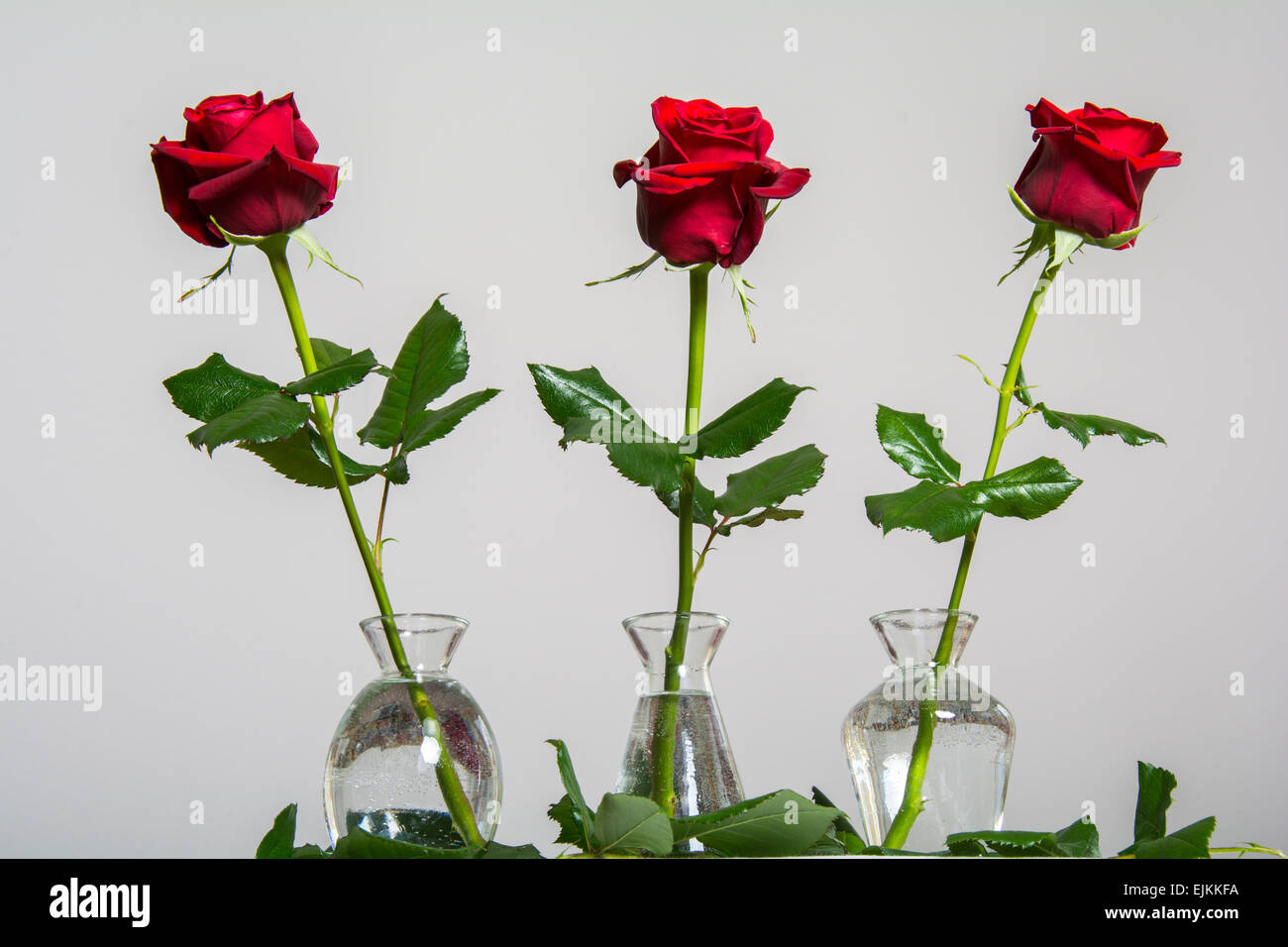Red roses on empty background Stock Photo - Alamy